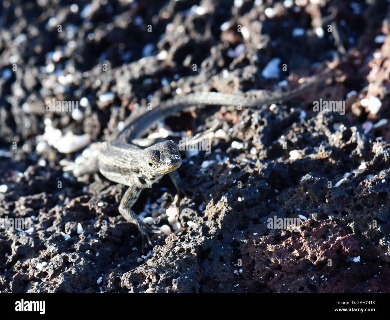 Small lava lizard of the genus Microlophus sitting on a stone on ...