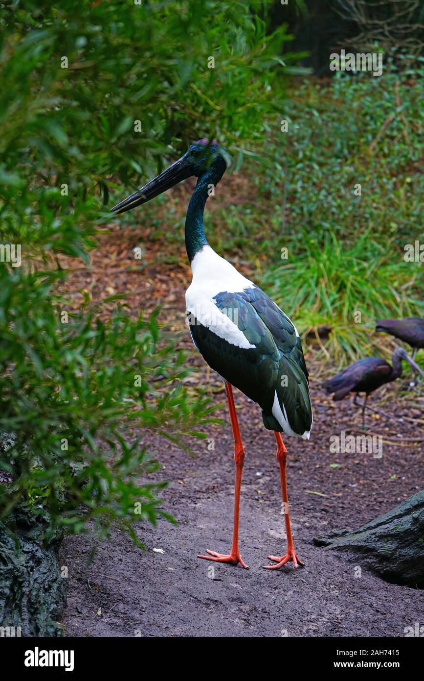 View of a jabiru black-necked stork bird in Australia Stock Photo - Alamy
