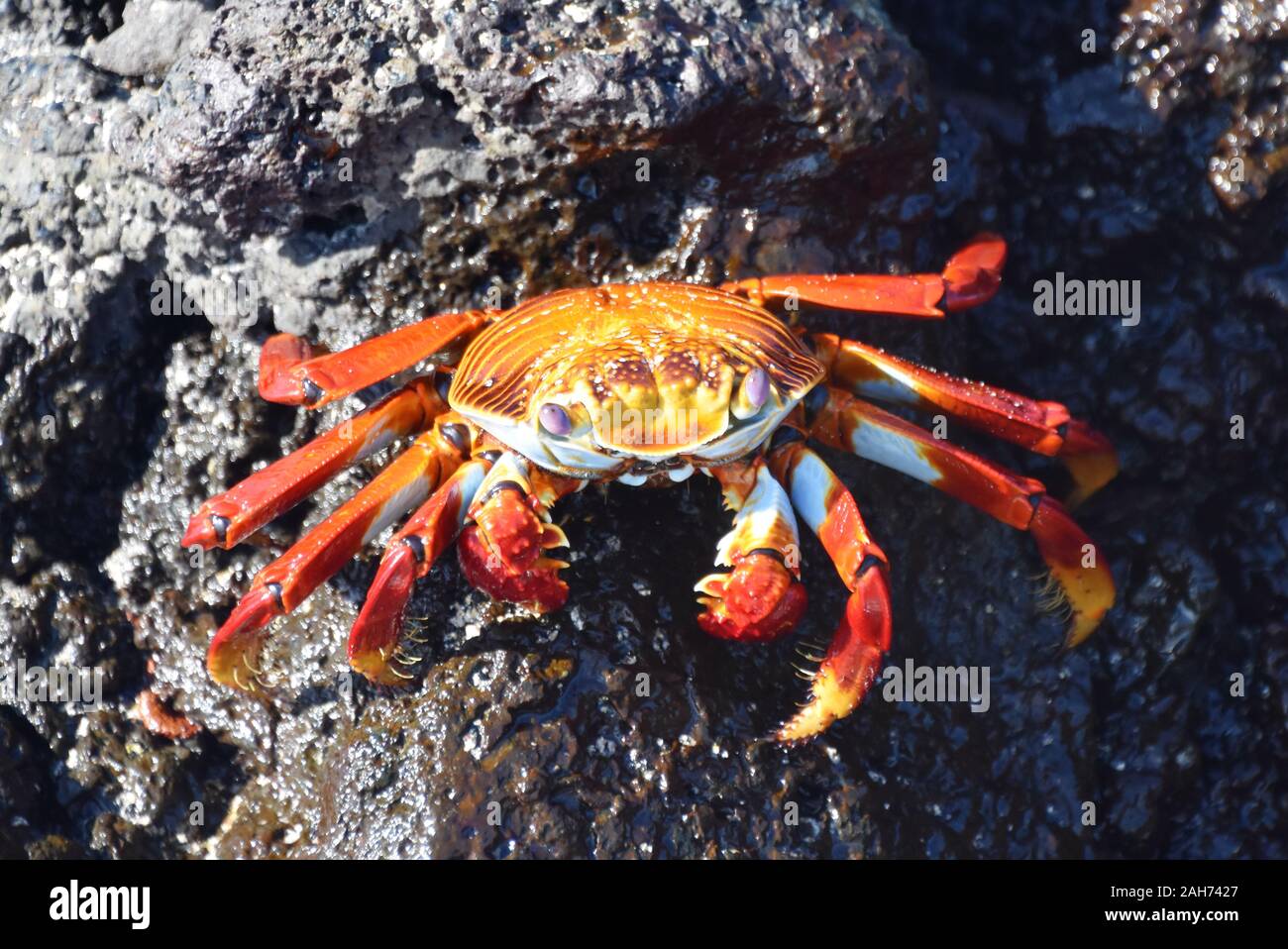 Red stone crab hi-res stock photography and images - Alamy