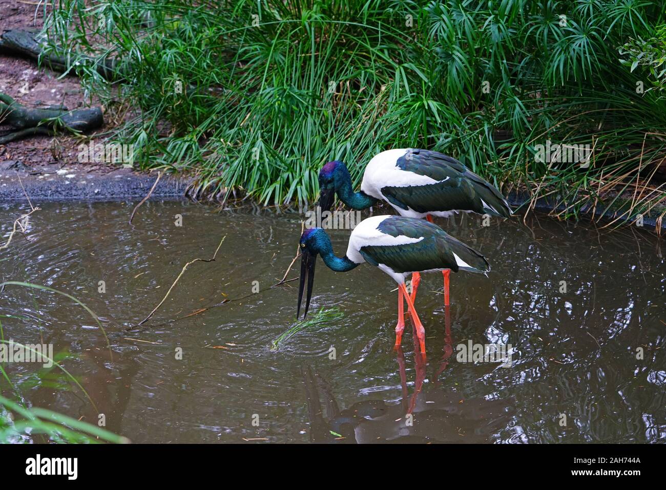 View of a jabiru black-necked stork bird in Australia Stock Photo - Alamy