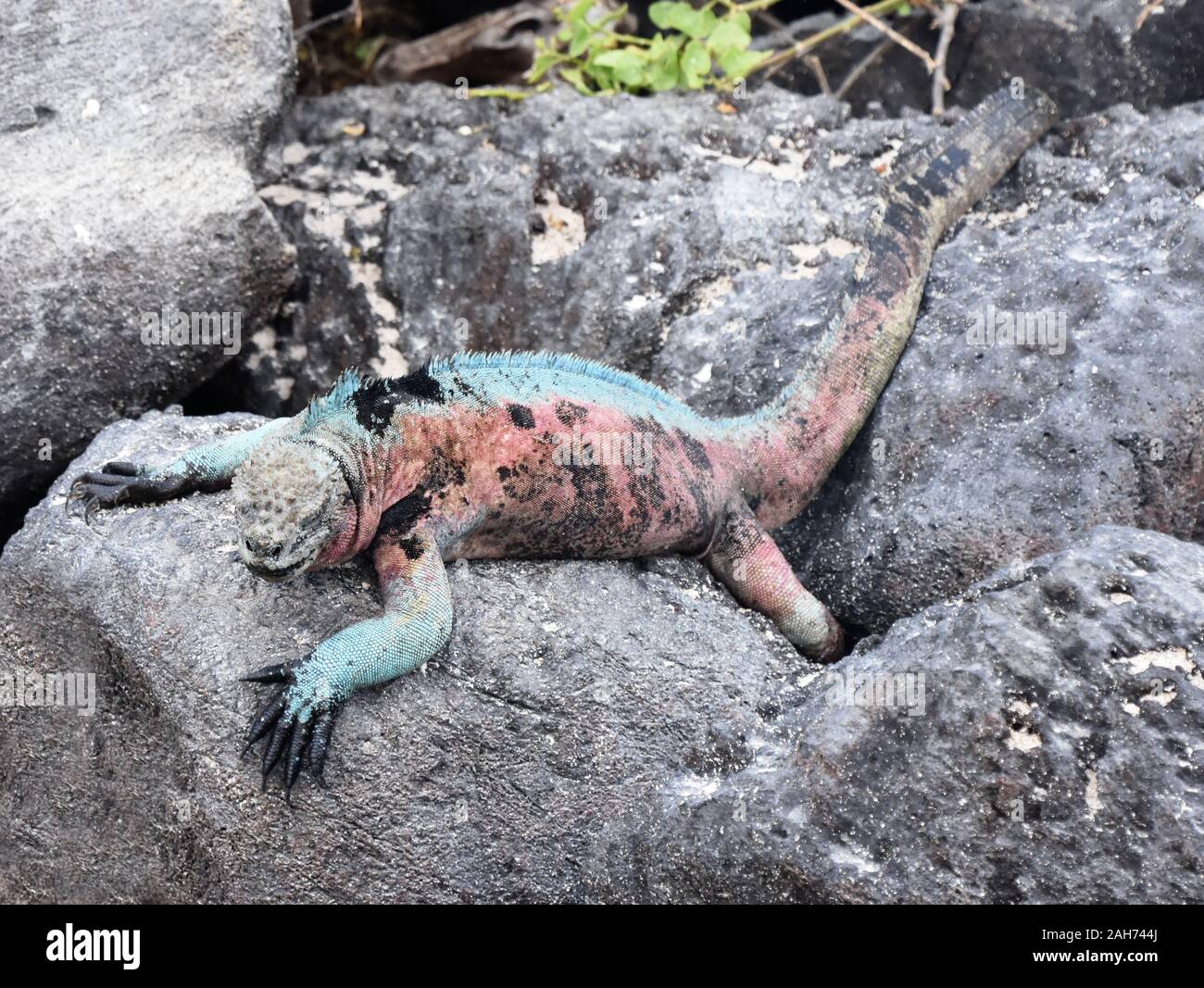 Male marine iguana Amblyrhynchus cristatus in green and red mating ...