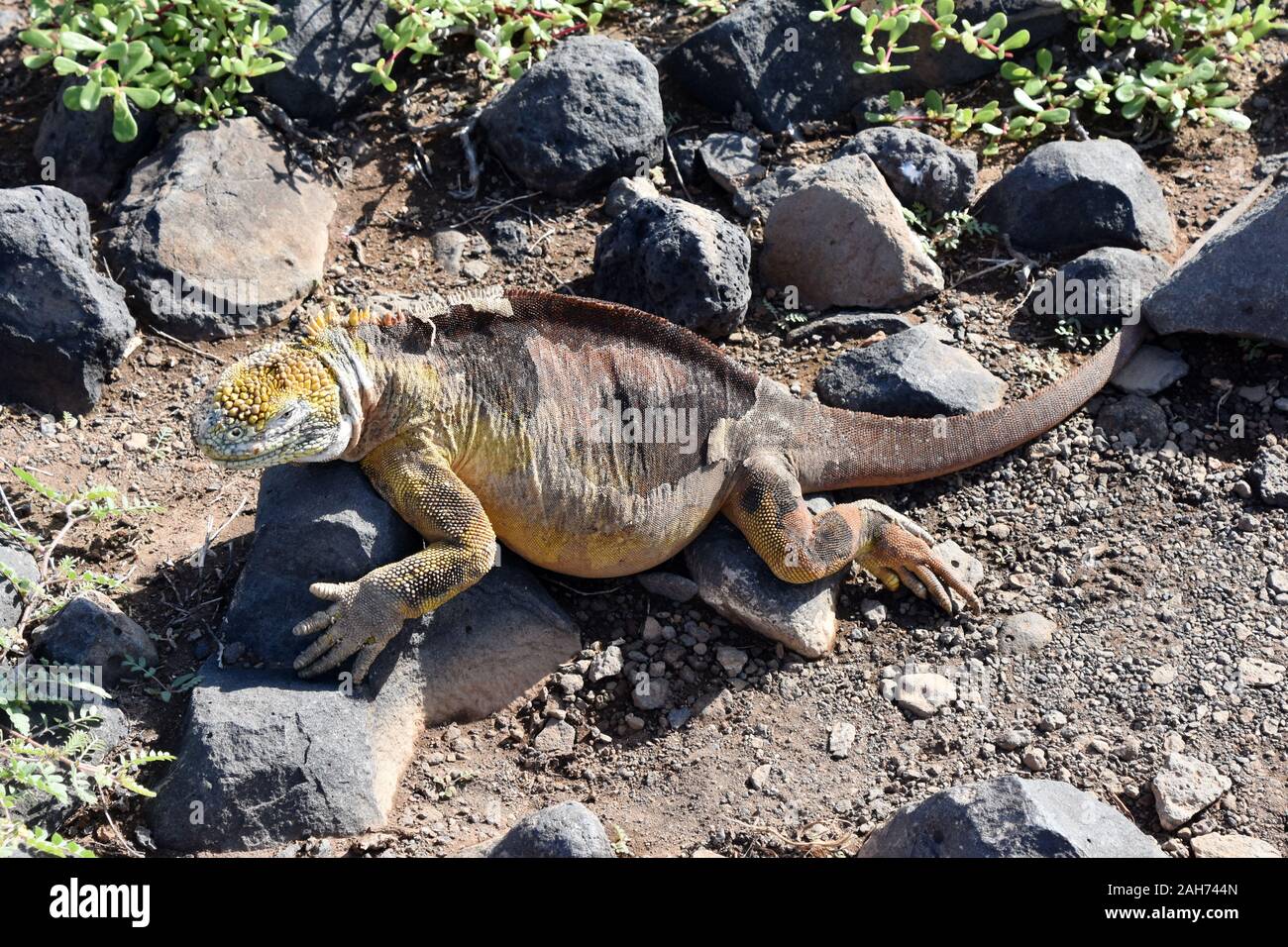 Galapagos land iguana Conolophus subcristatus shredding skin Stock ...