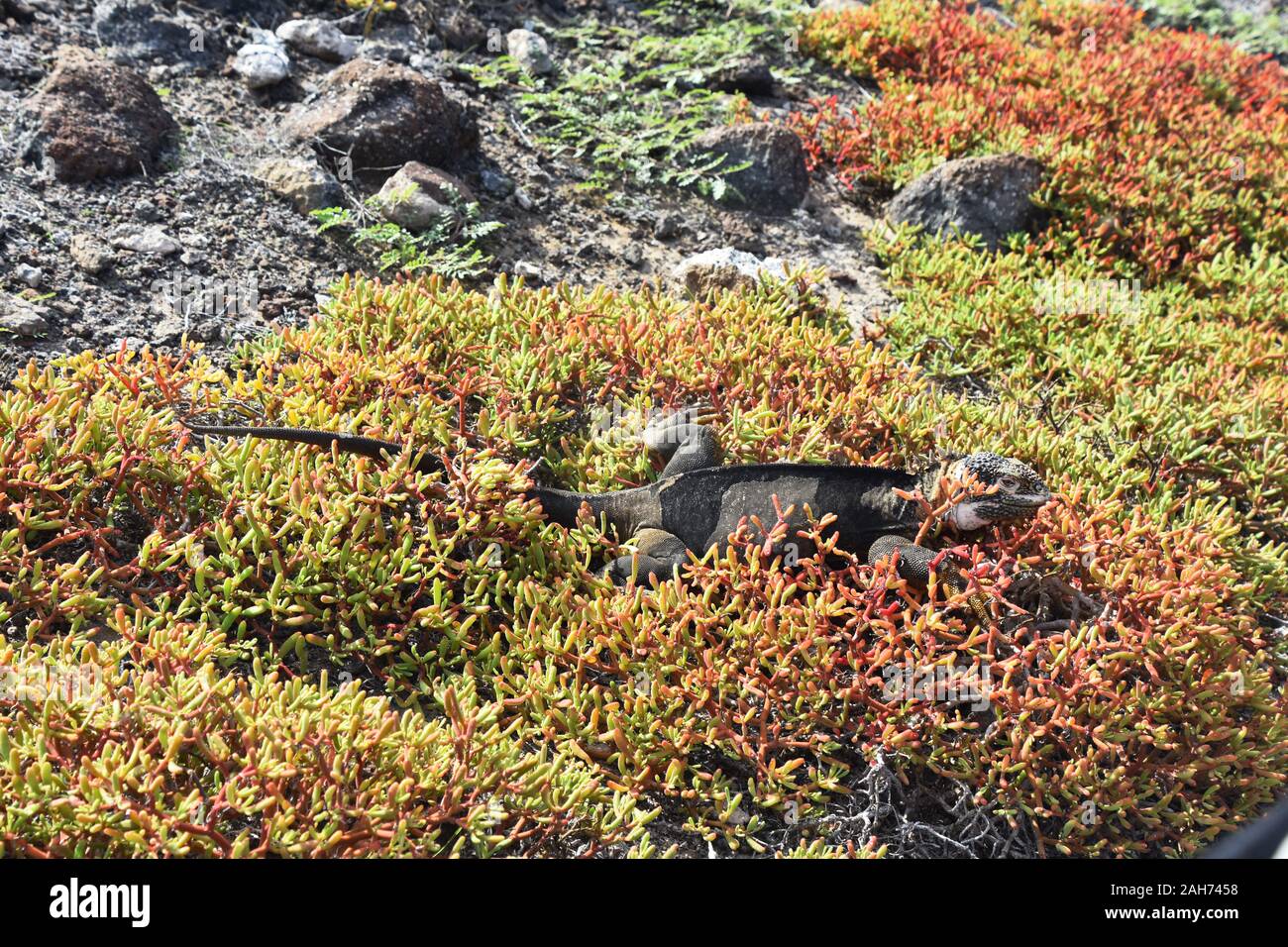 Galapagos land iguana Conolophus subcristatus shredding skin Stock ...