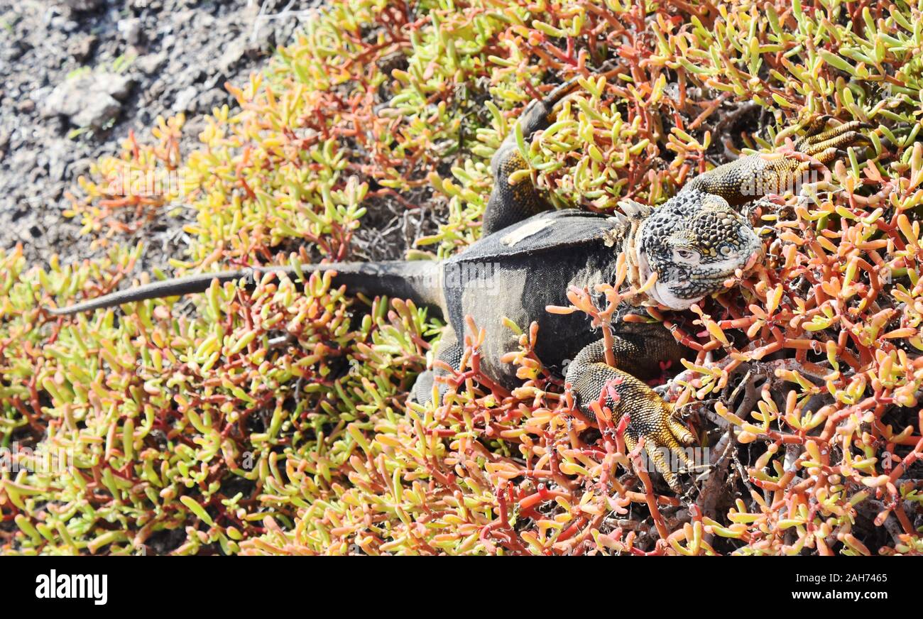 Galapagos land iguana Conolophus subcristatus shredding skin Stock ...