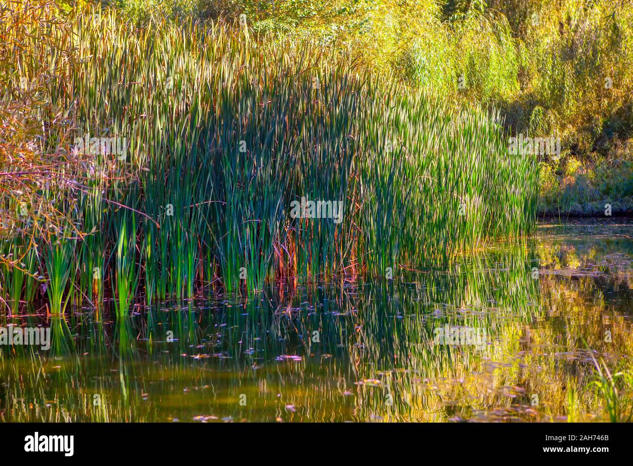 wilderness nature ,green reed growing in the swamp Stock Photo - Alamy