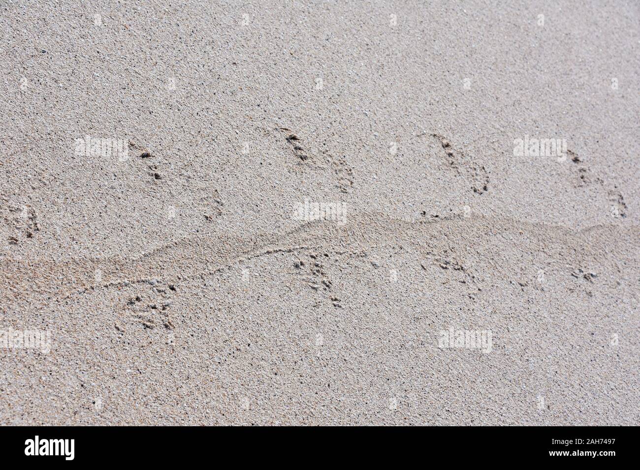 Iguana Footprint High Resolution Stock Photography and Images - Alamy
