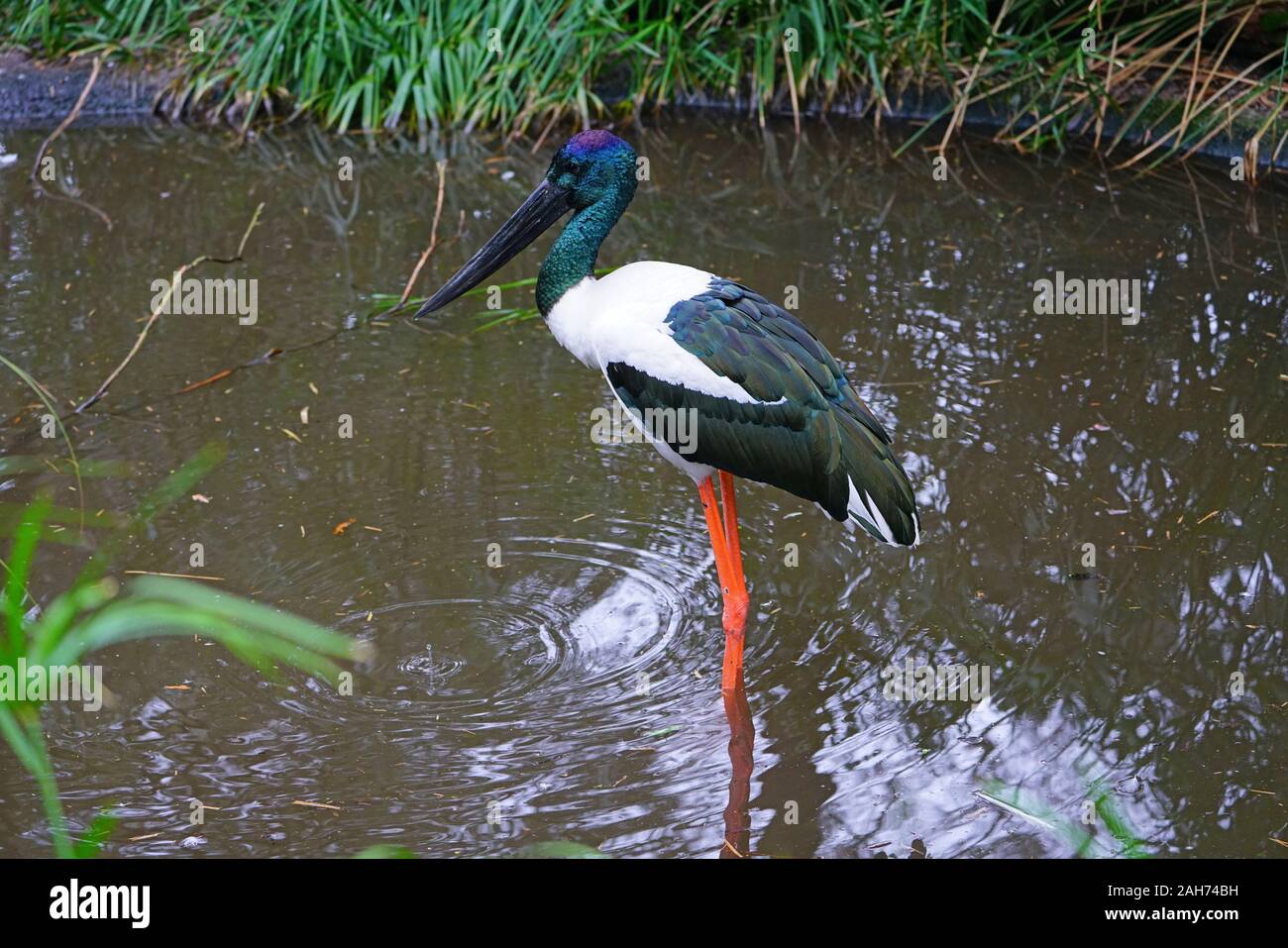View of a jabiru black-necked stork bird in Australia Stock Photo - Alamy
