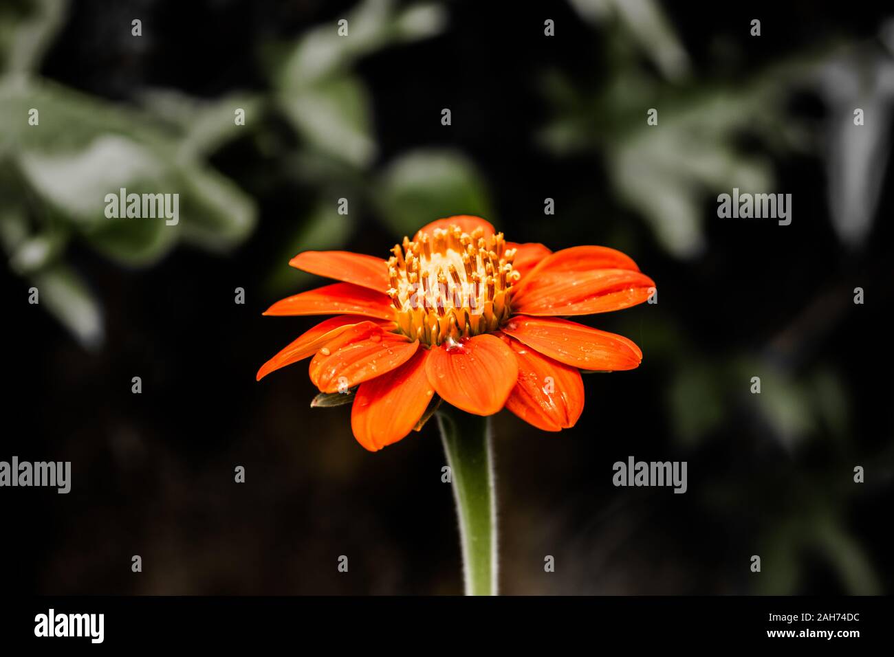 Isolated Orange Daisy flower in the garden Stock Photo - Alamy
