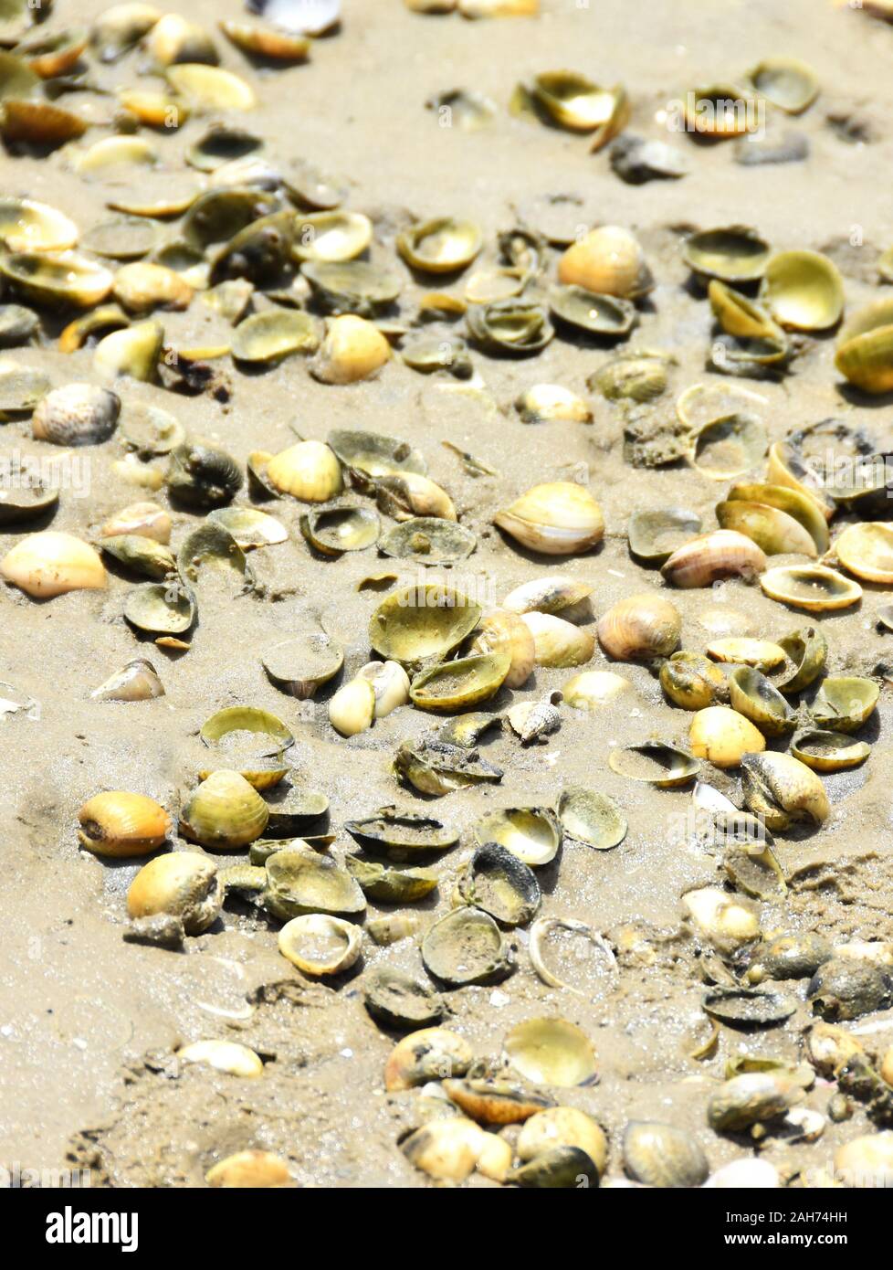 Lot of empty seashells laying on a sandy beach Stock Photo - Alamy