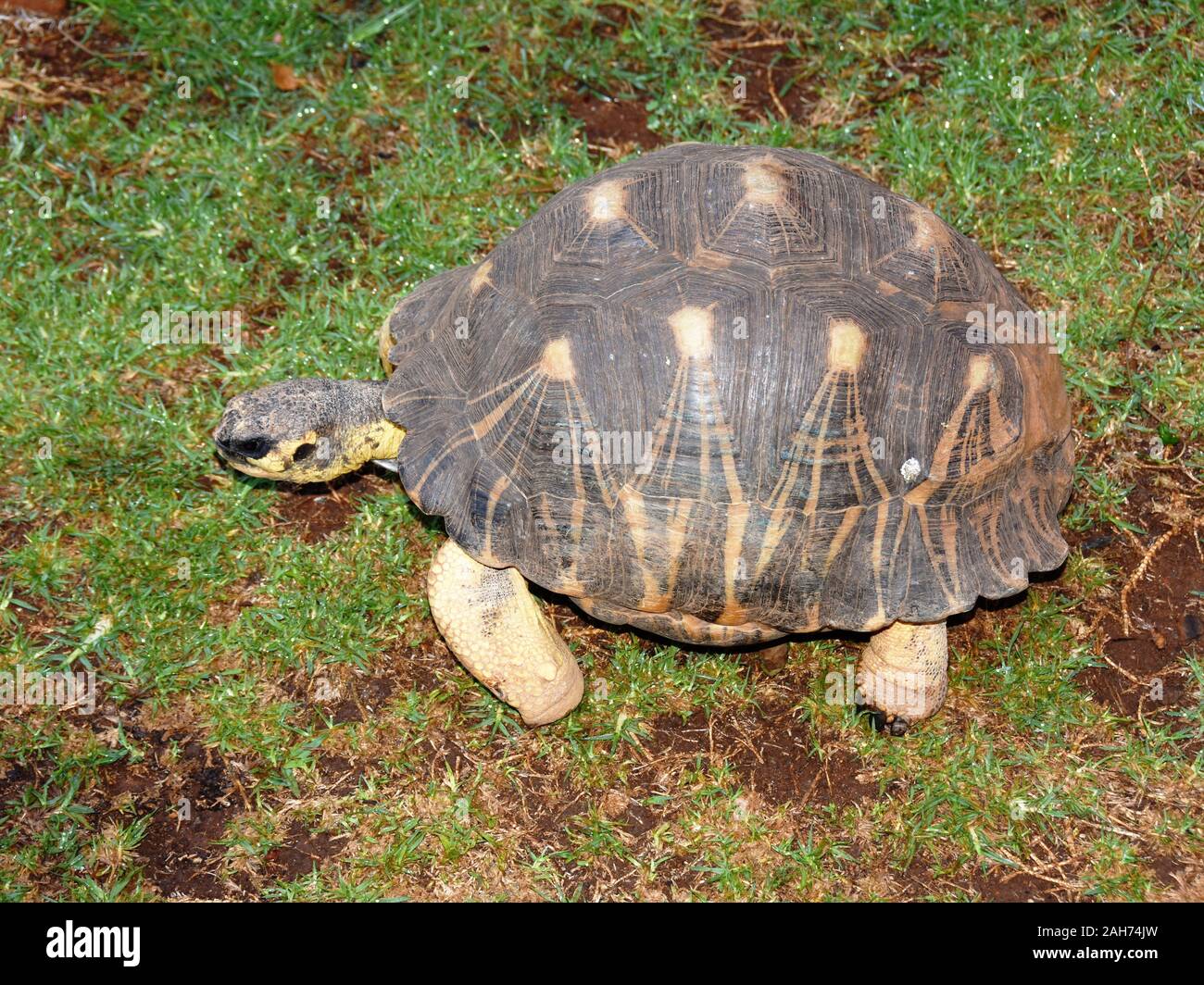 Radiated tortoise Astrochelys radiata on a lawn Stock Photo - Alamy