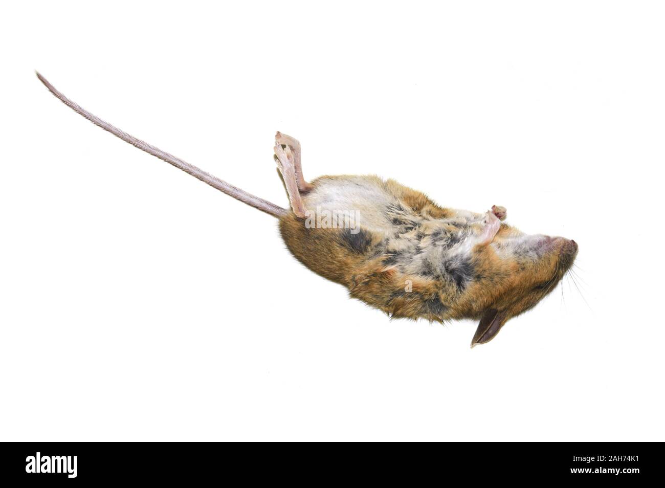 Mouse background hi-res stock photography and images - Alamy