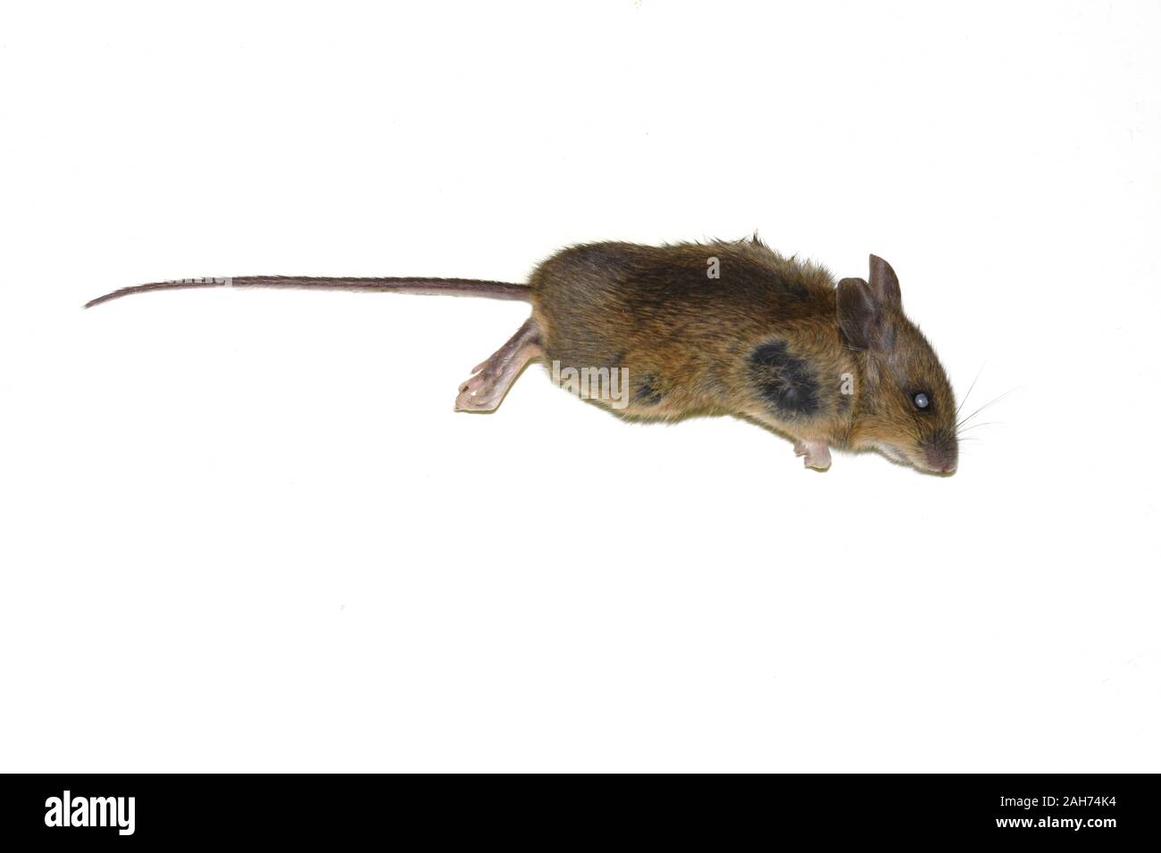Dead mouse isolated on white background Stock Photo - Alamy