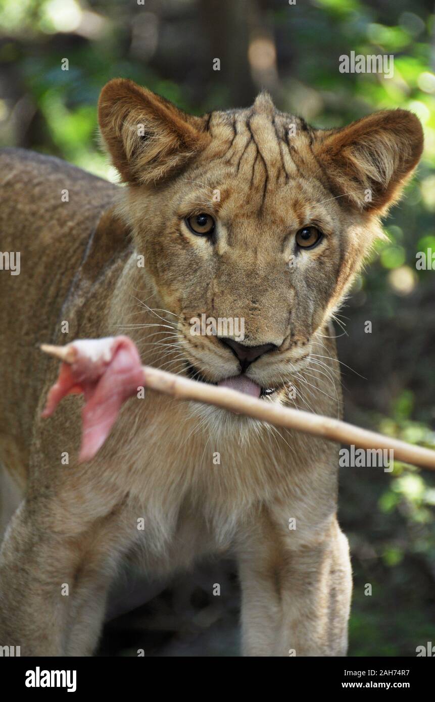 Young lion gets a piece of meat Stock Photo - Alamy