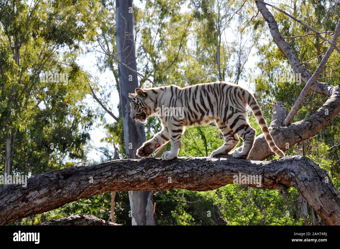 Young white tiger walking on a log Stock Photo - Alamy