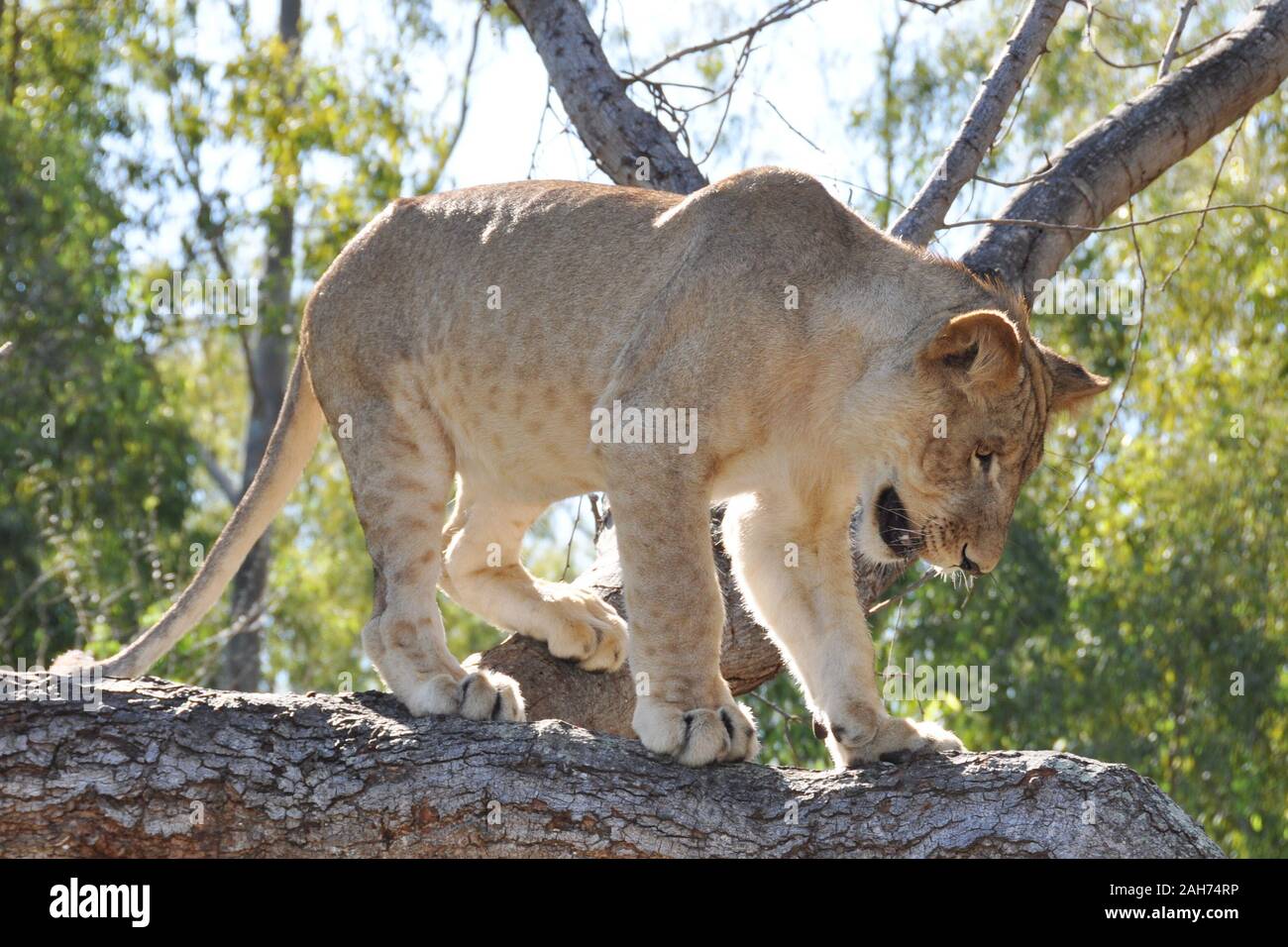 Young lion climbing on a log Stock Photo - Alamy