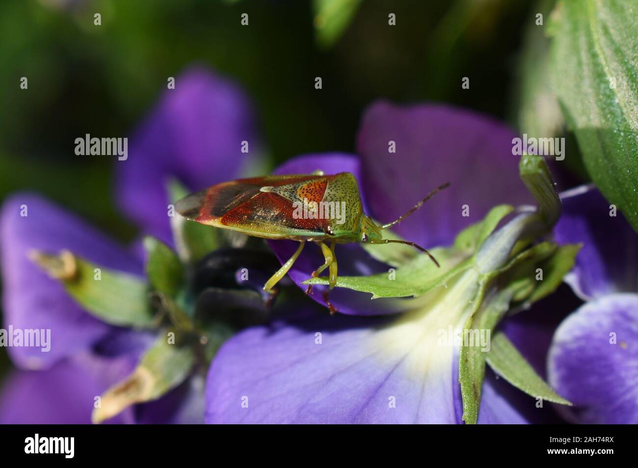 Bug sitting on flower hi-res stock photography and images - Alamy