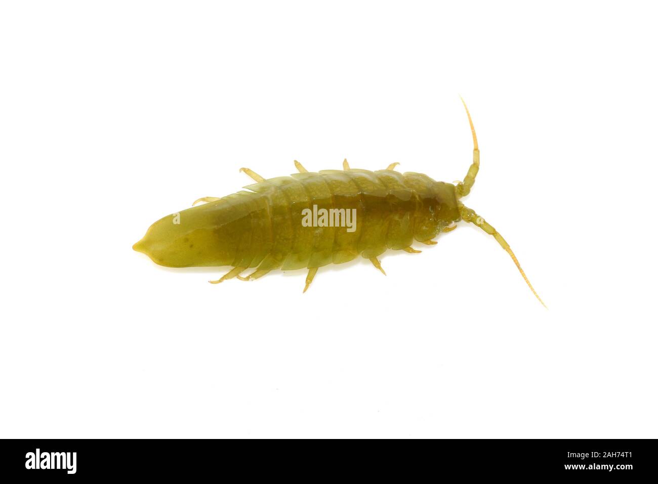 Balthica Cut Out Stock Images & Pictures - Alamy