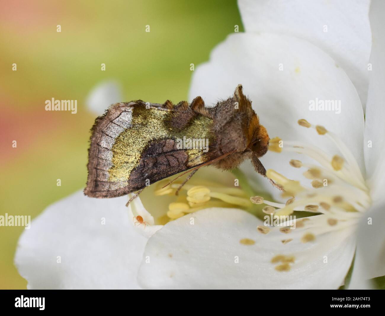 The Burnished Brass moth Diachrysia chrysitis sitting in a white flower ...