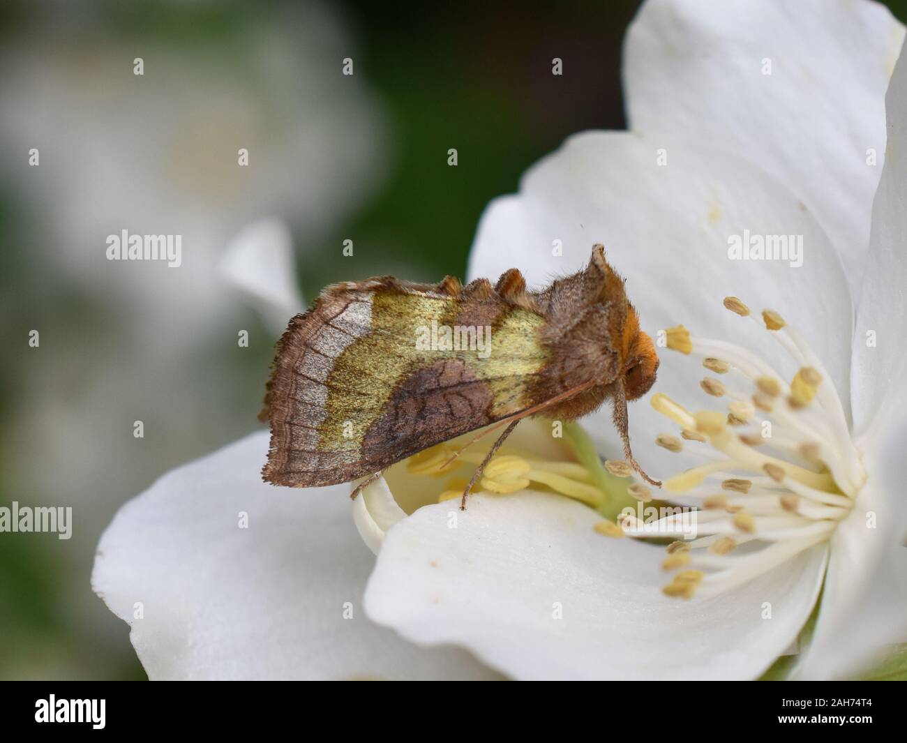 The Burnished Brass moth Diachrysia chrysitis sitting in a white flower ...