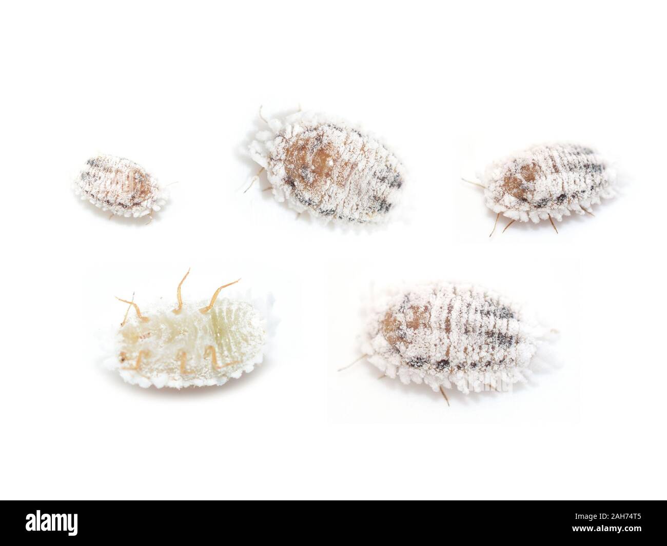 Pseudococcus mealybugs isolated on white background Stock Photo - Alamy
