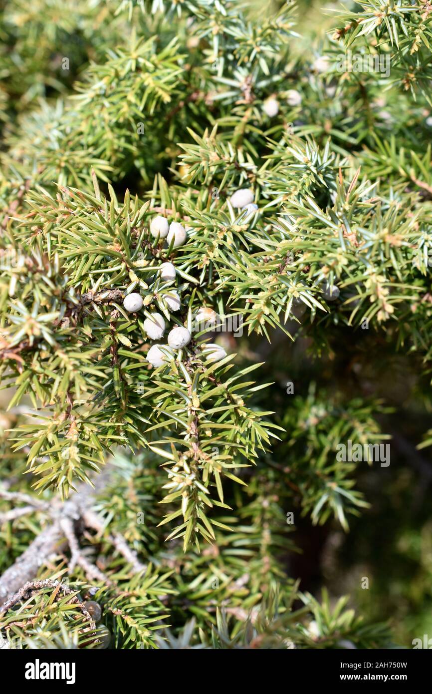 Juniper berry tree hi-res stock photography and images - Alamy
