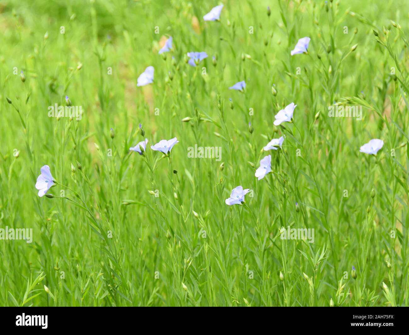 Blue flax hi-res stock photography and images - Alamy