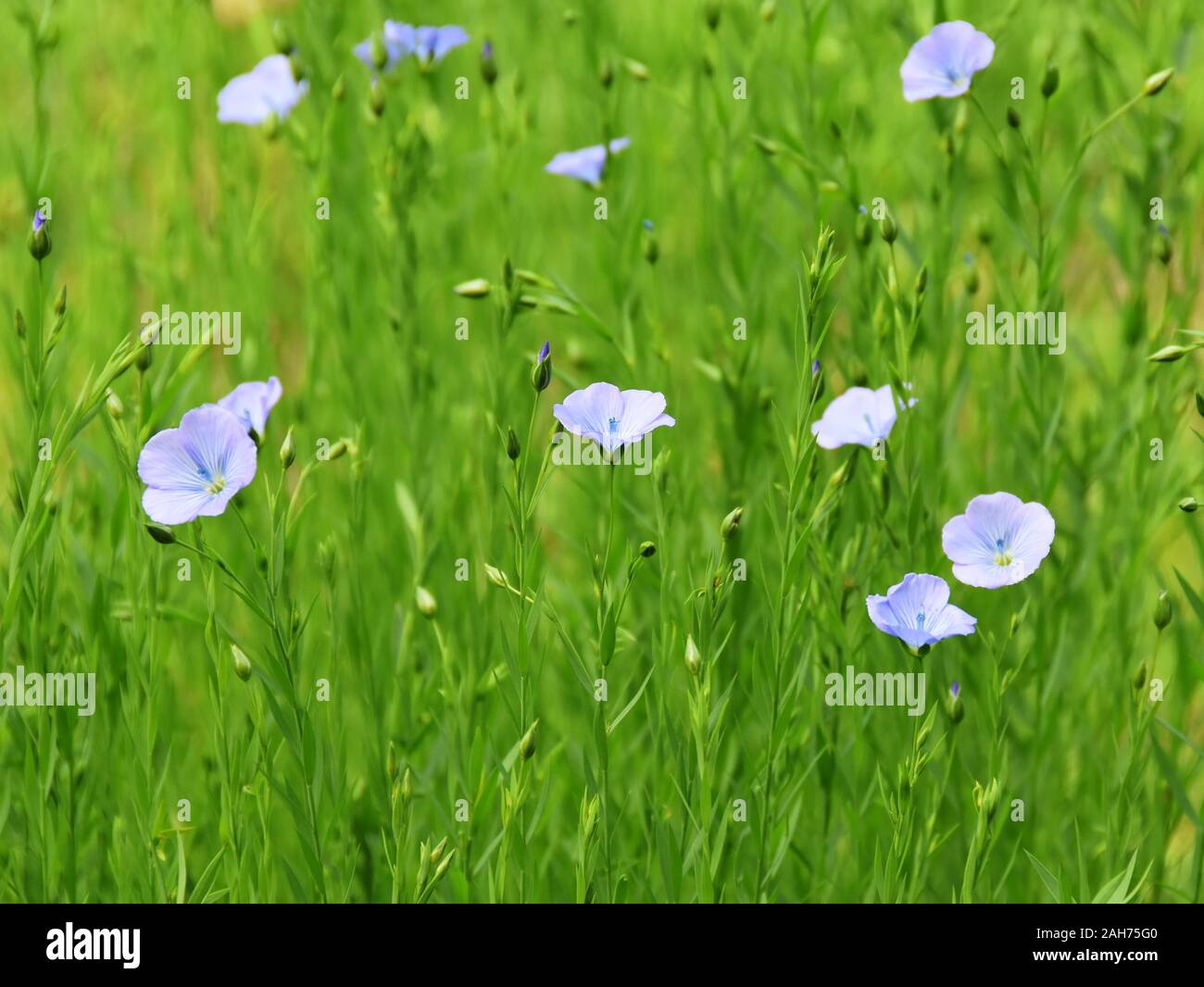 Linum fabric hi-res stock photography and images - Alamy