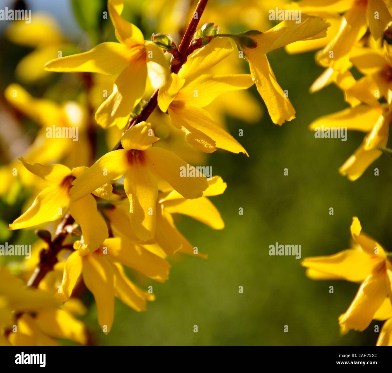 Early spring flowering shrub hi-res stock photography and images - Alamy