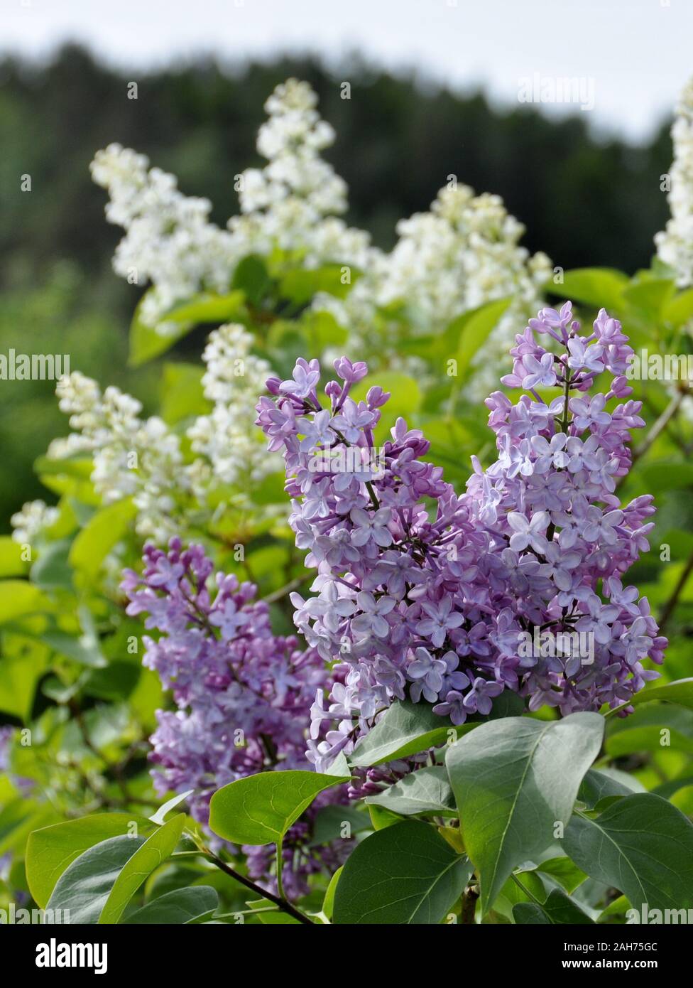 Syringa vulgaris garden hi-res stock photography and images - Alamy