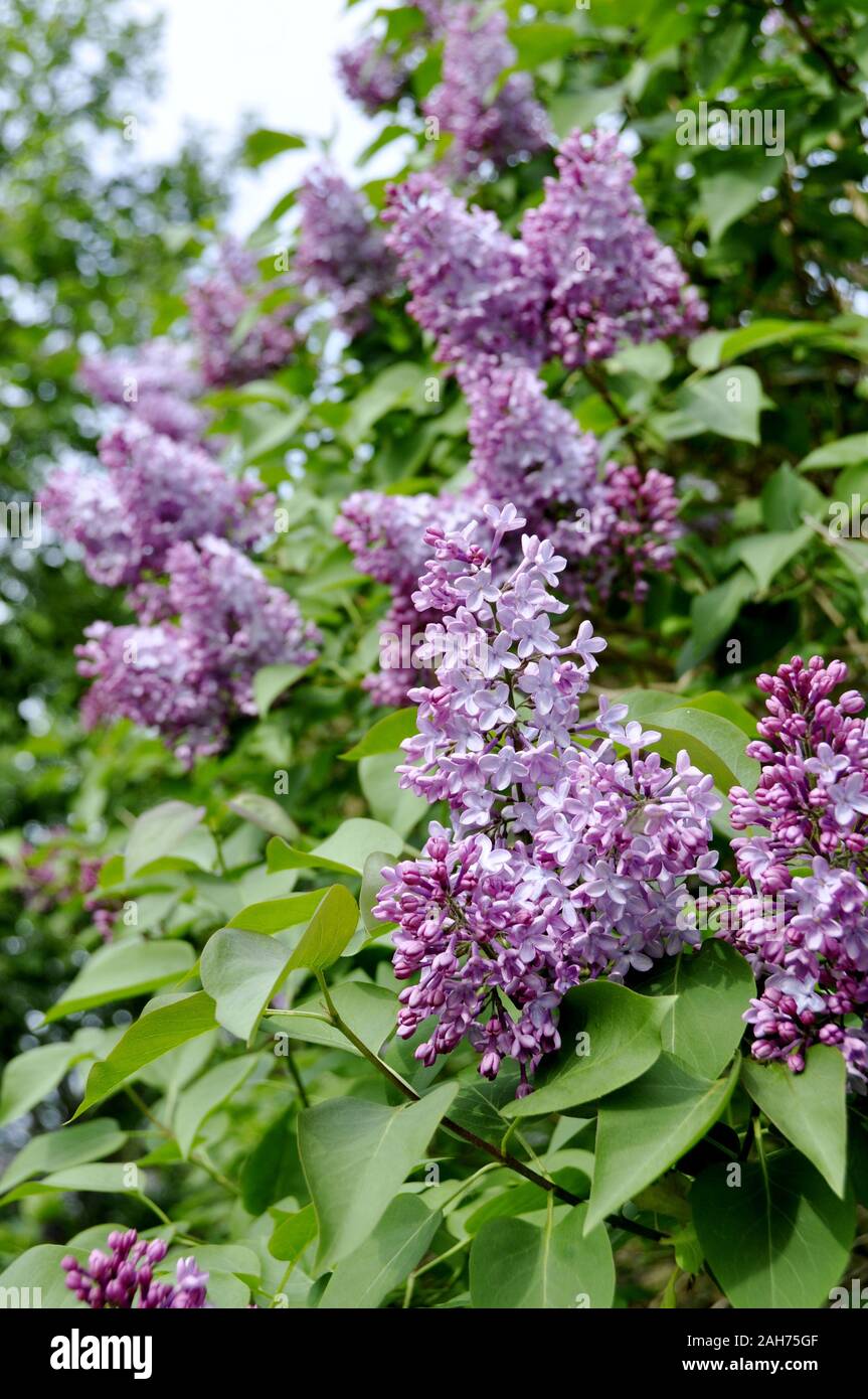 Common purple lilac syringa vulgaris hi-res stock photography and ...