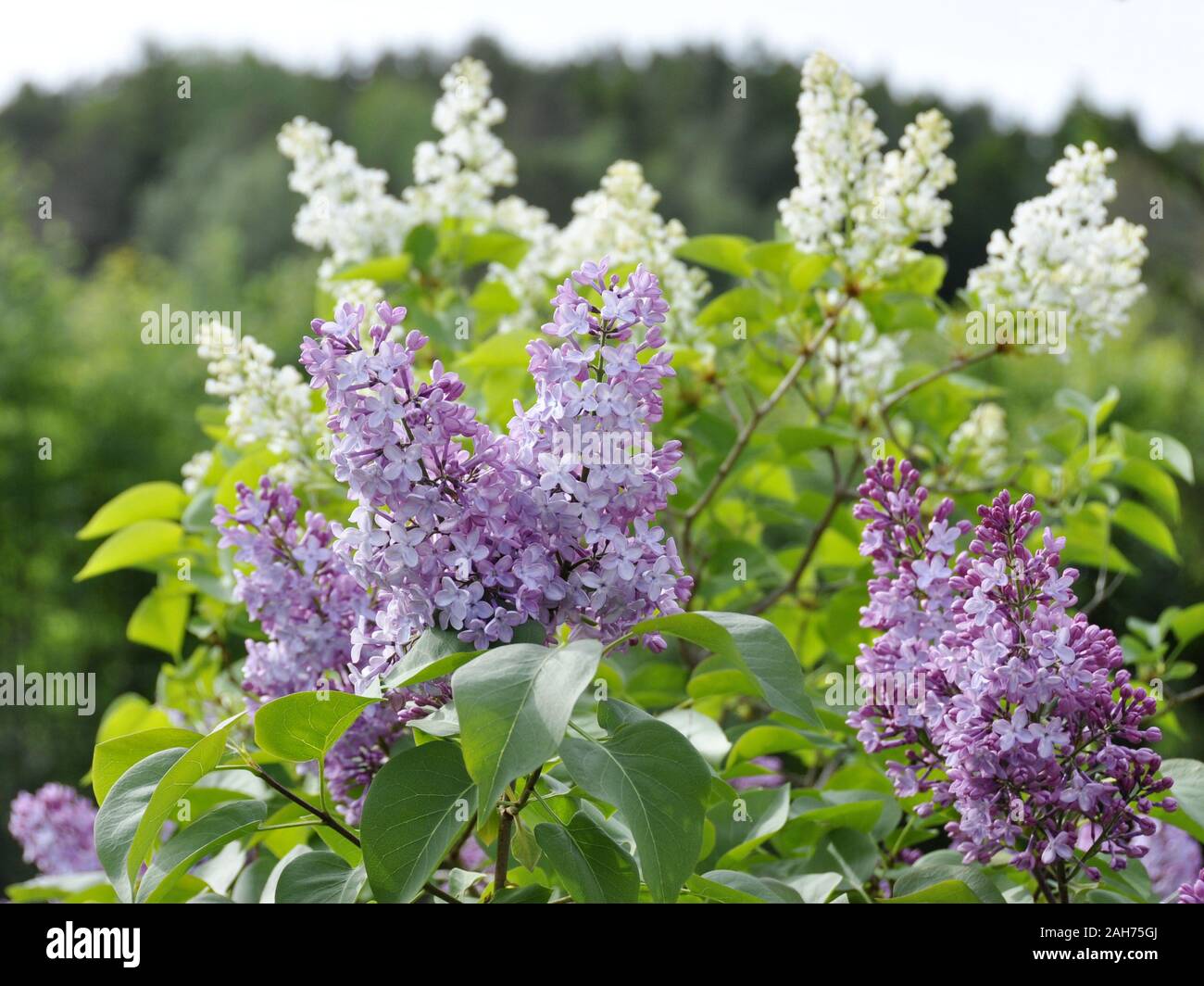 Syringa vulgaris garden hi-res stock photography and images - Alamy