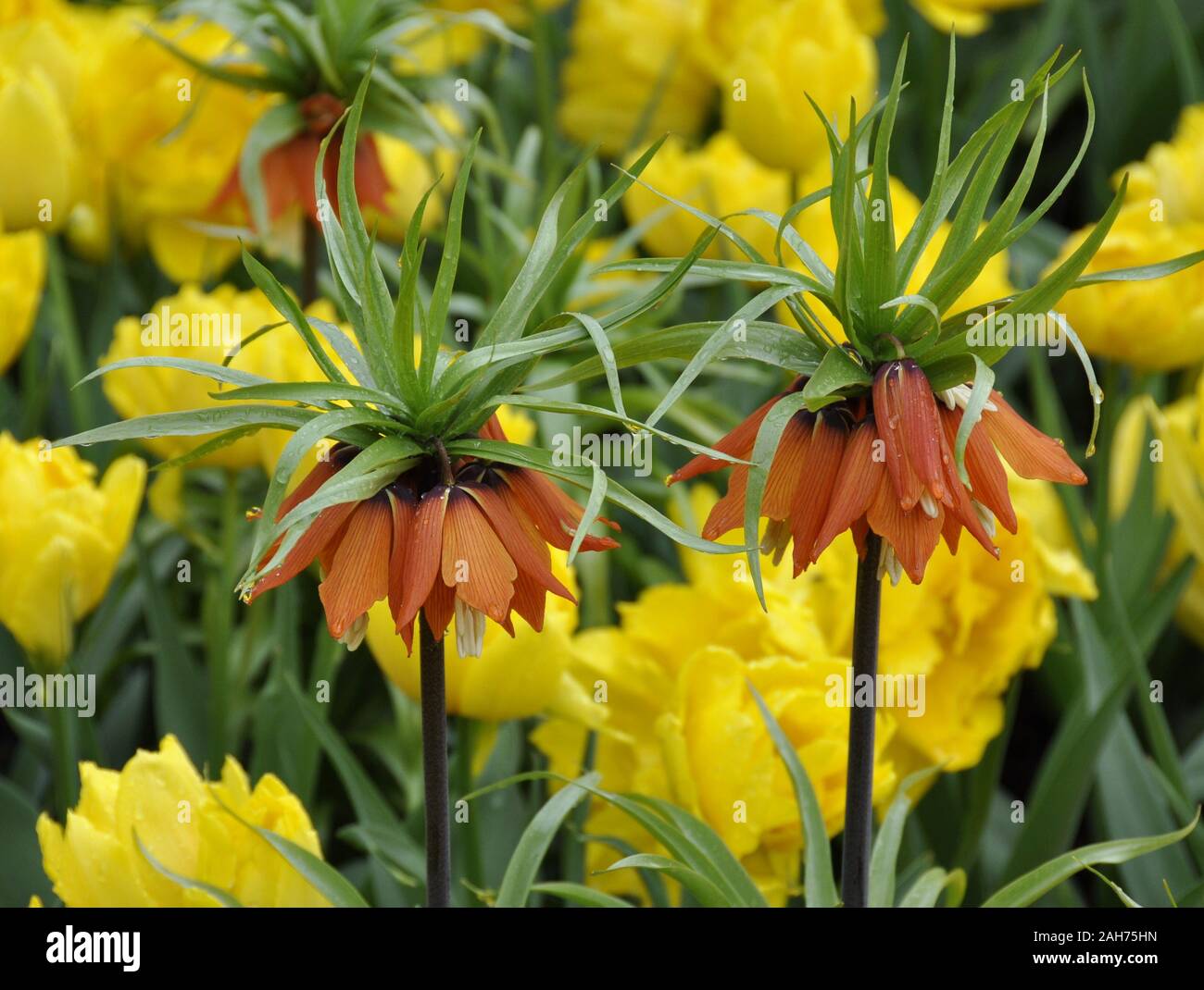 Kaisers hi-res stock photography and images - Alamy