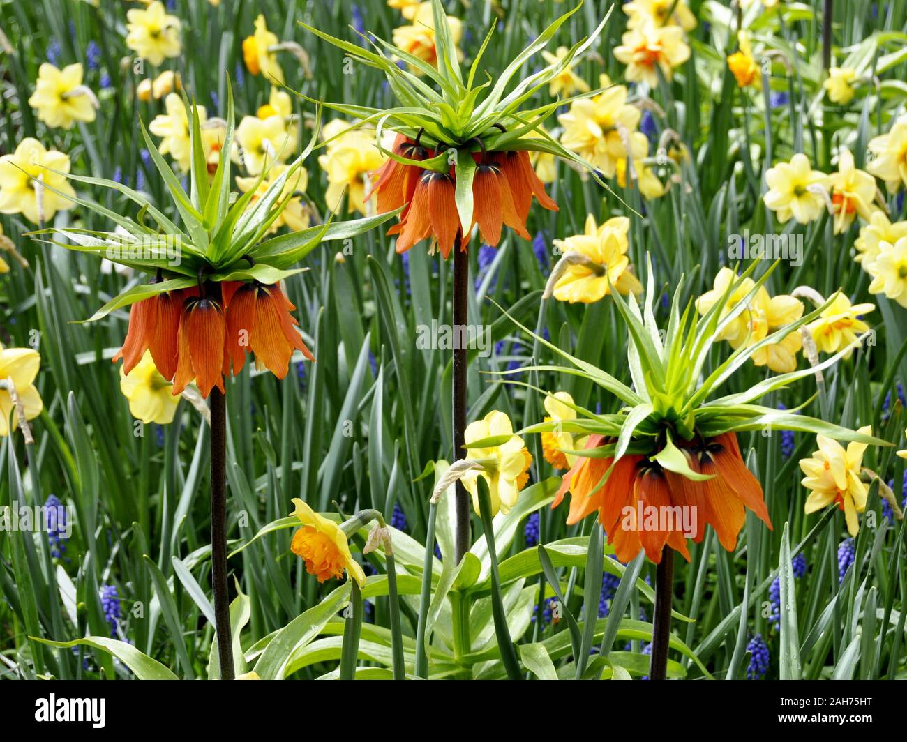 Kaisers hi-res stock photography and images - Alamy