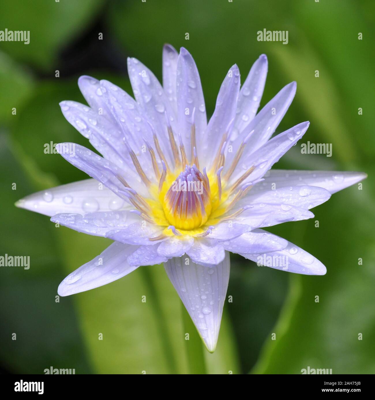 Closeup on the flower of the The east-African water lily Nymphaea ...