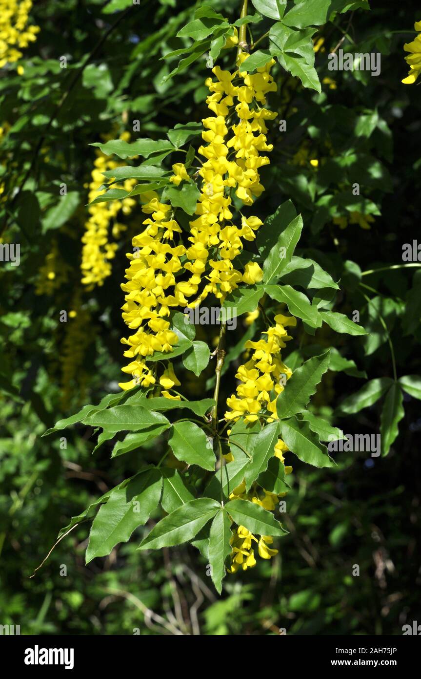 Golden chain tree hi-res stock photography and images - Alamy