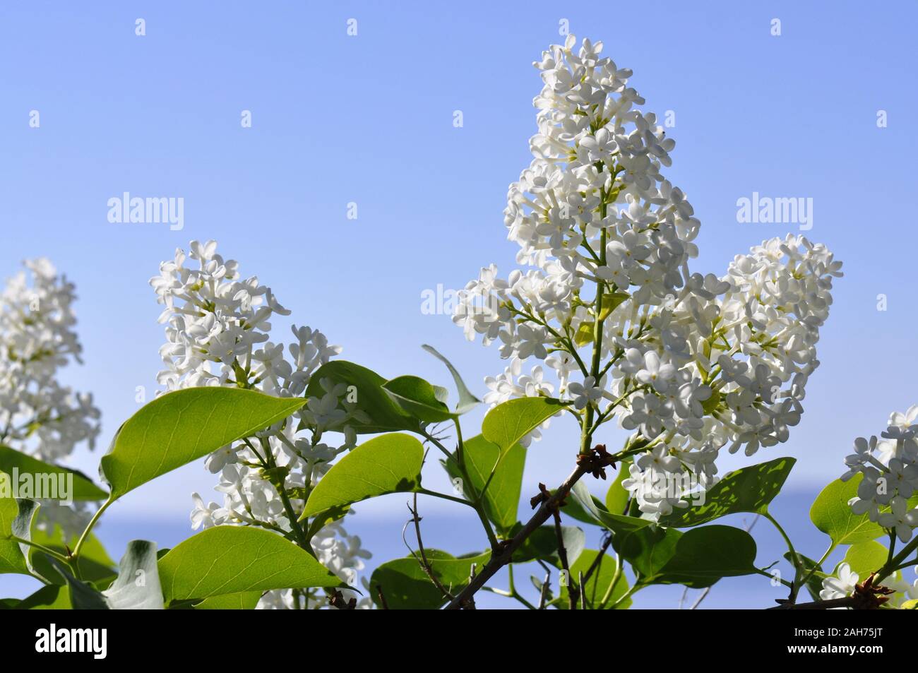 Syringa vulgaris garden hi-res stock photography and images - Alamy