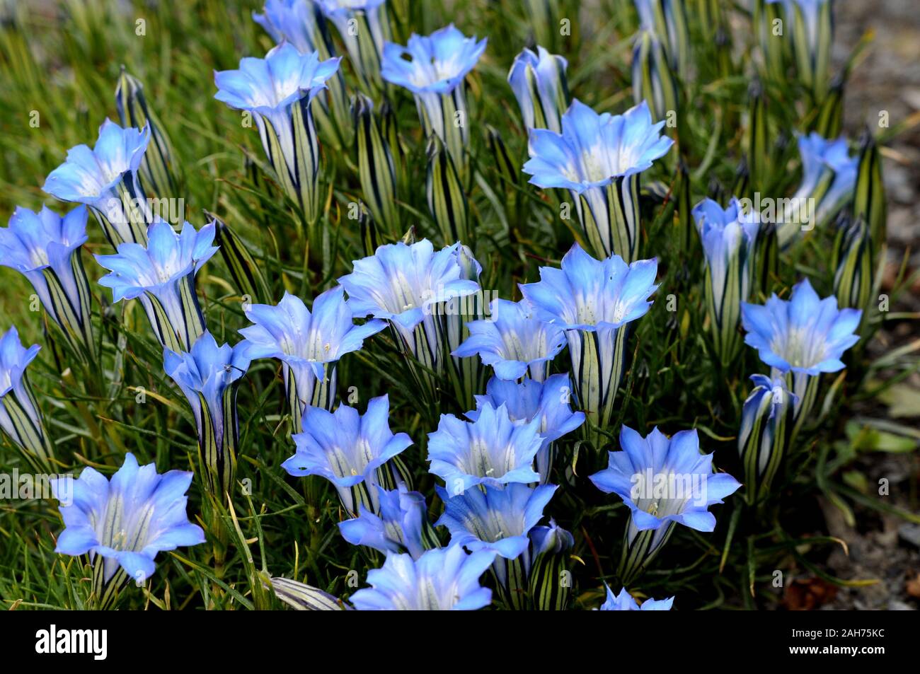 Gentiana blue mountain hi-res stock photography and images - Alamy