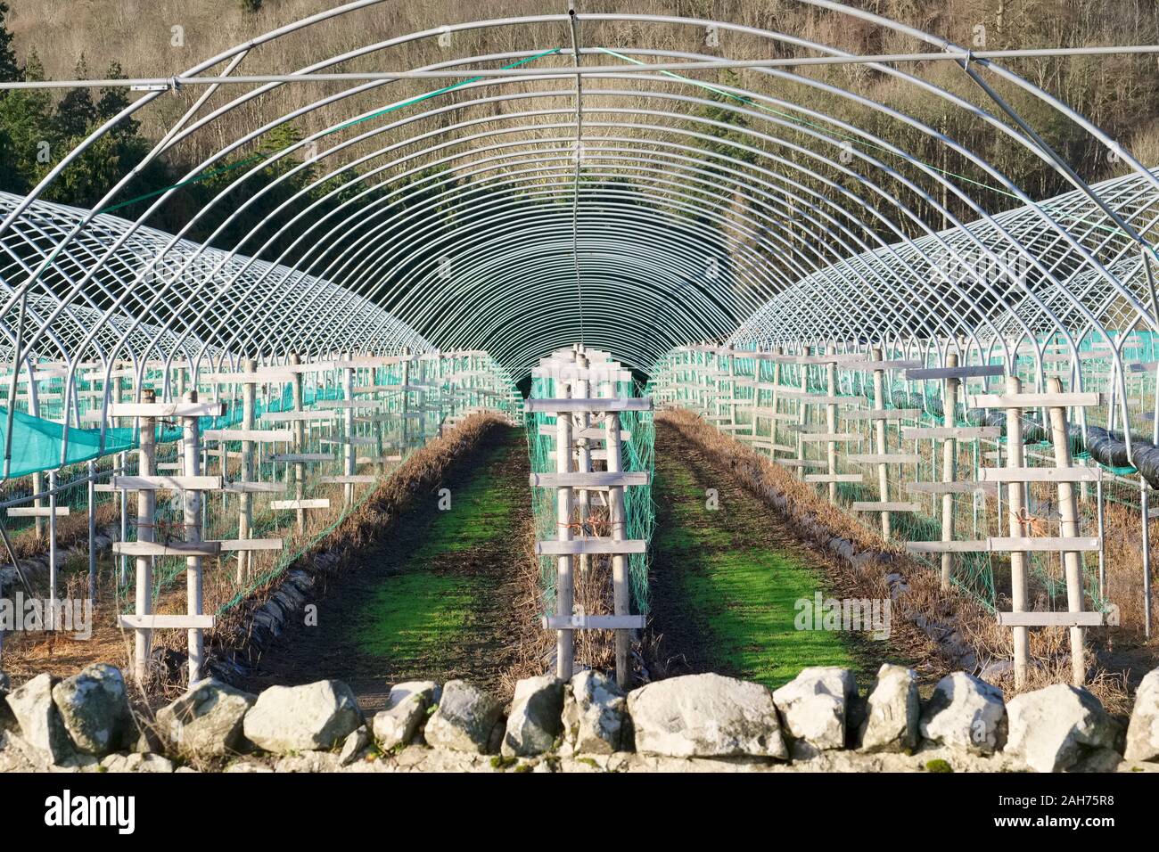 Strawberry crop harvest fruit farm Stock Photo - Alamy