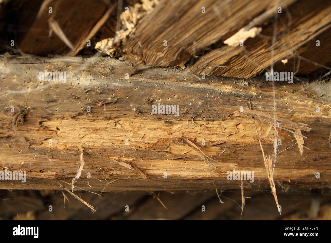 a wood worm in an old entablature Stock Photo - Alamy