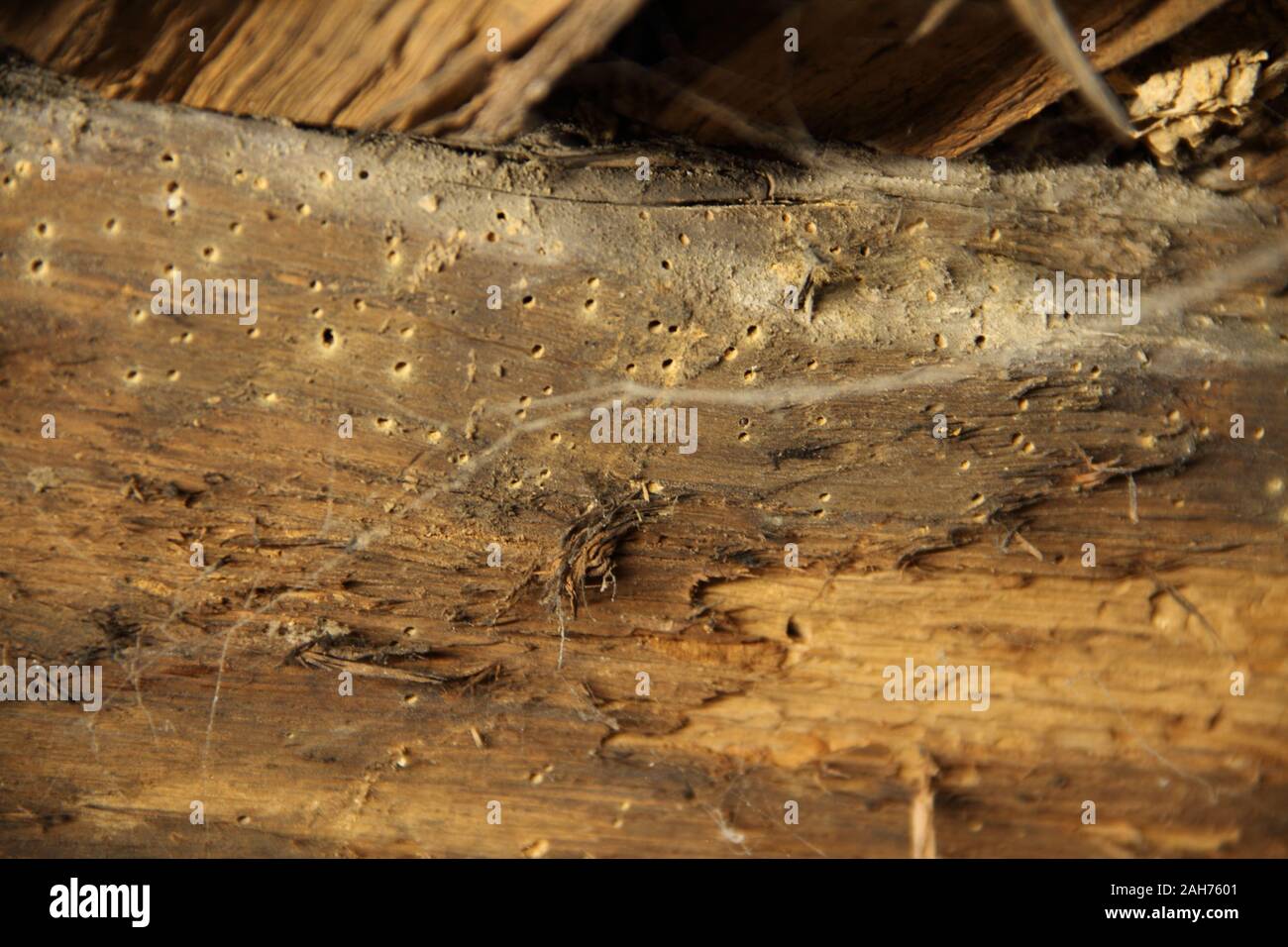 a wood worm in an old entablature Stock Photo - Alamy
