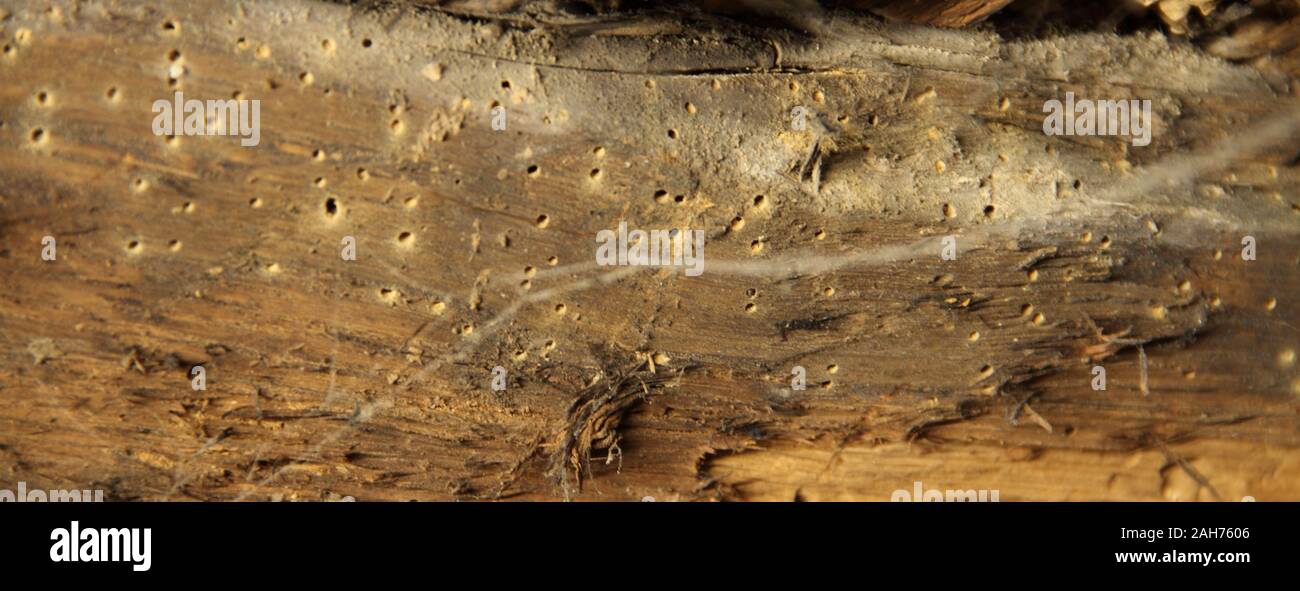 a wood worm in an old entablature Stock Photo - Alamy