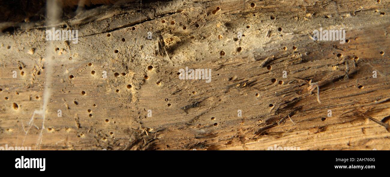 a wood worm in an old entablature Stock Photo - Alamy
