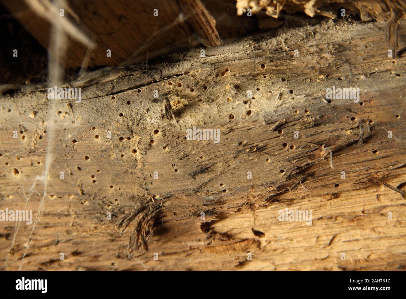 Old house borer hi-res stock photography and images - Alamy