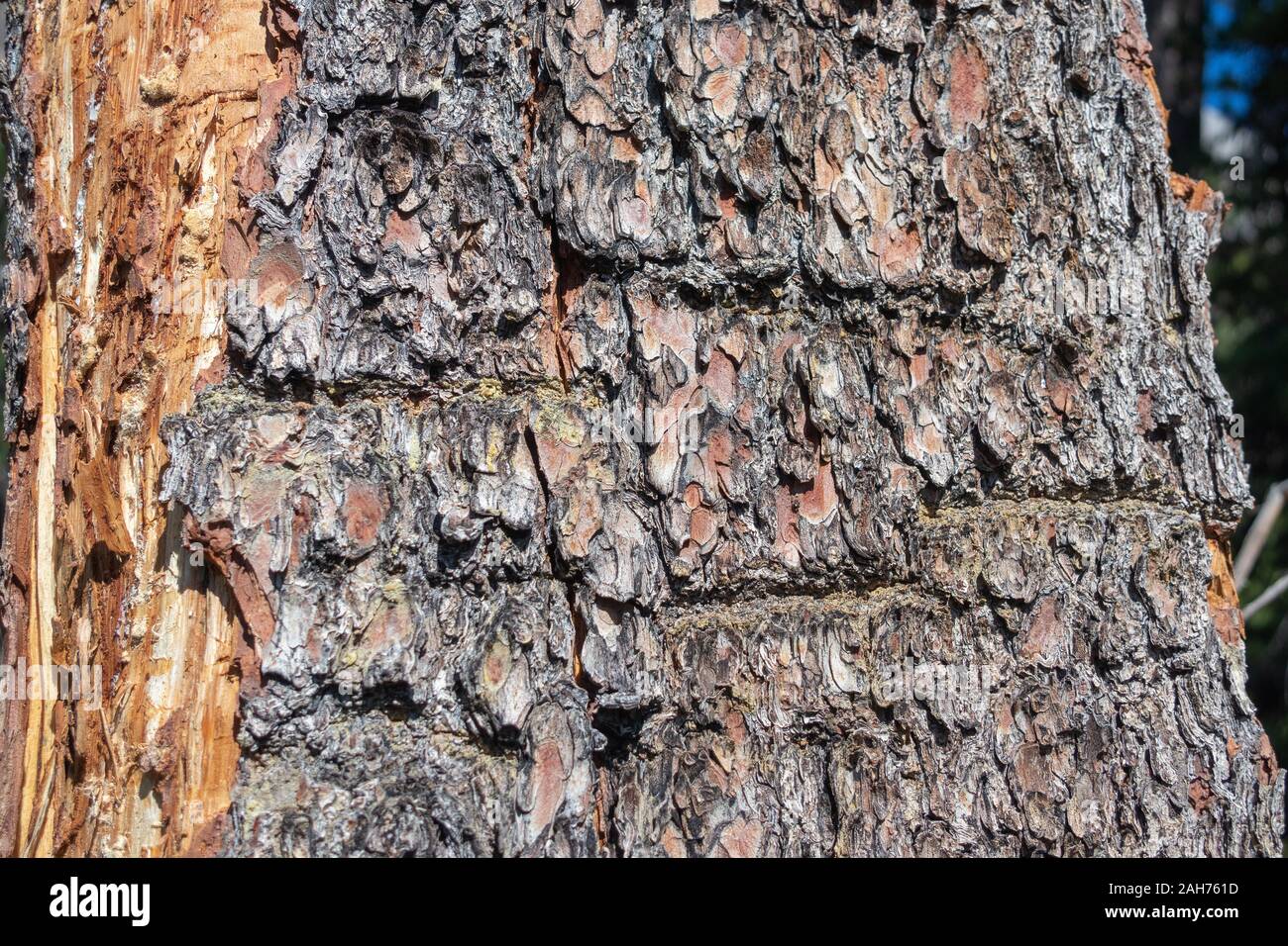 Signs woodpecker hi-res stock photography and images - Alamy