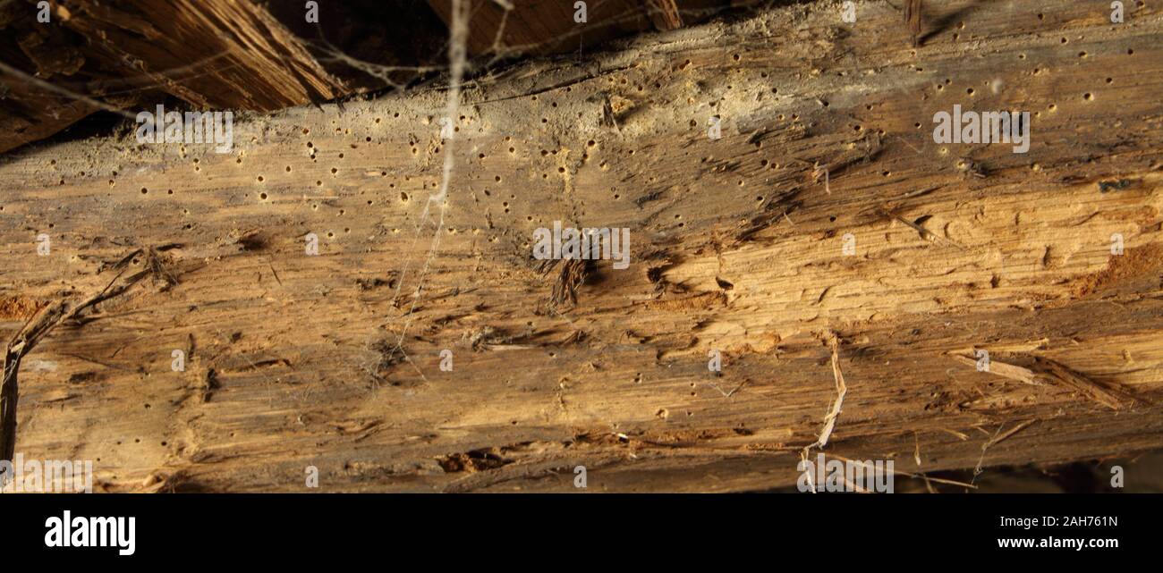 a wood worm in an old entablature Stock Photo - Alamy