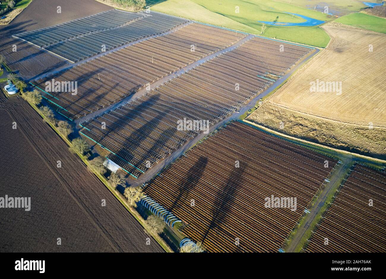 Aerial view of farm crop harvest of strawberry fruit plant in ...