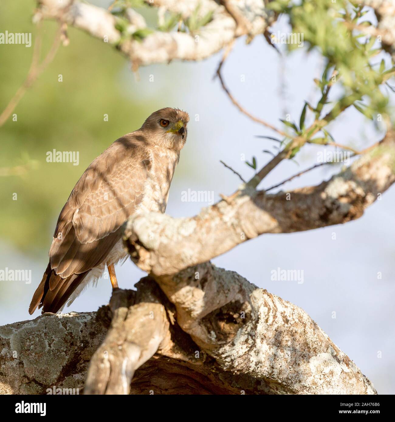 Eastern somali chanting goshawk hi-res stock photography and images - Alamy
