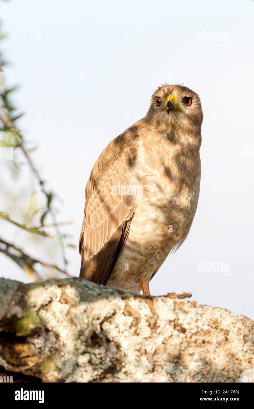 Juvenile pale chanting goshawk portrait hi-res stock photography and ...