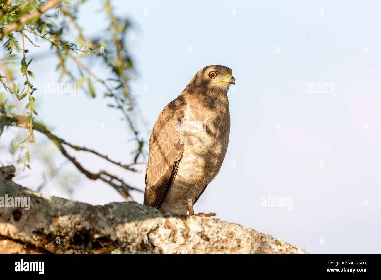 A single juvenile Eastern or Pale Chanting Goshawk perched on tree in ...