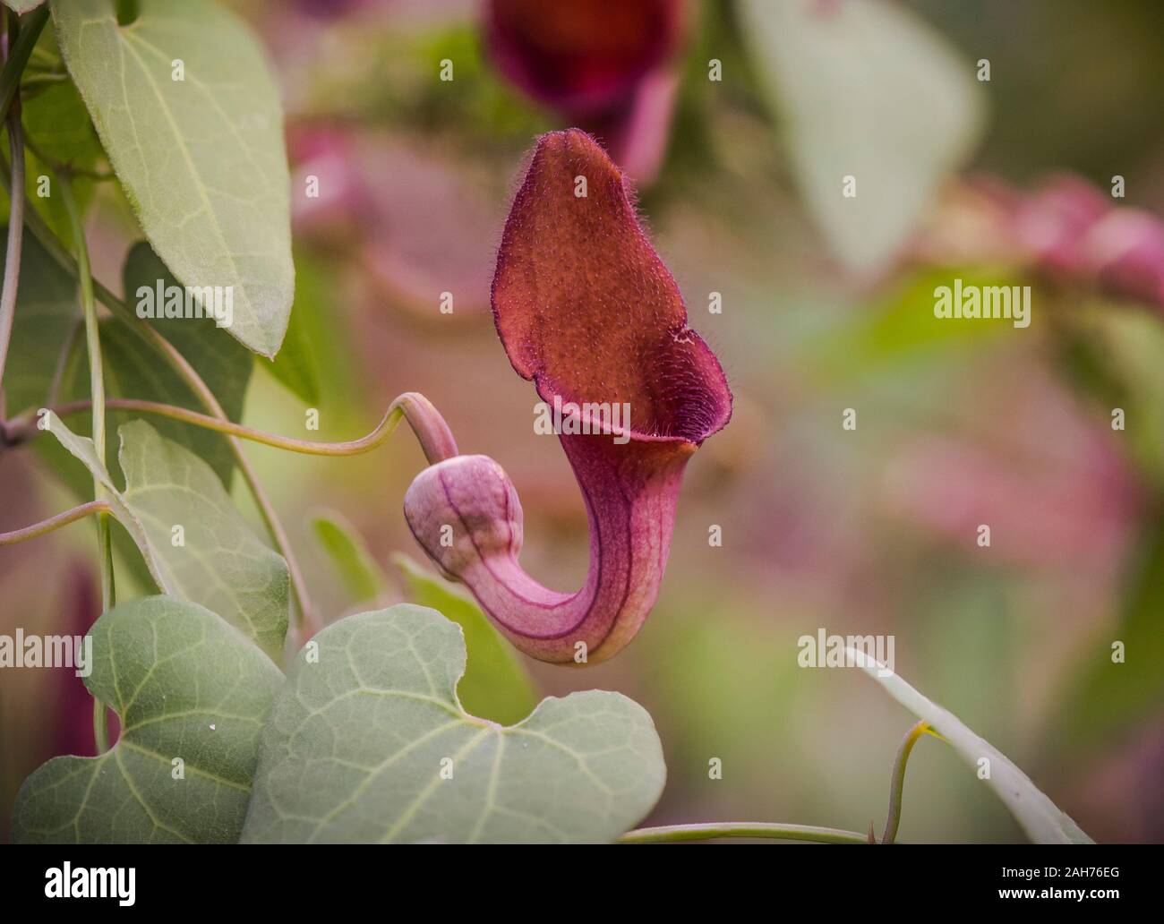 Dutchman's pipe vines hi-res stock photography and images - Alamy